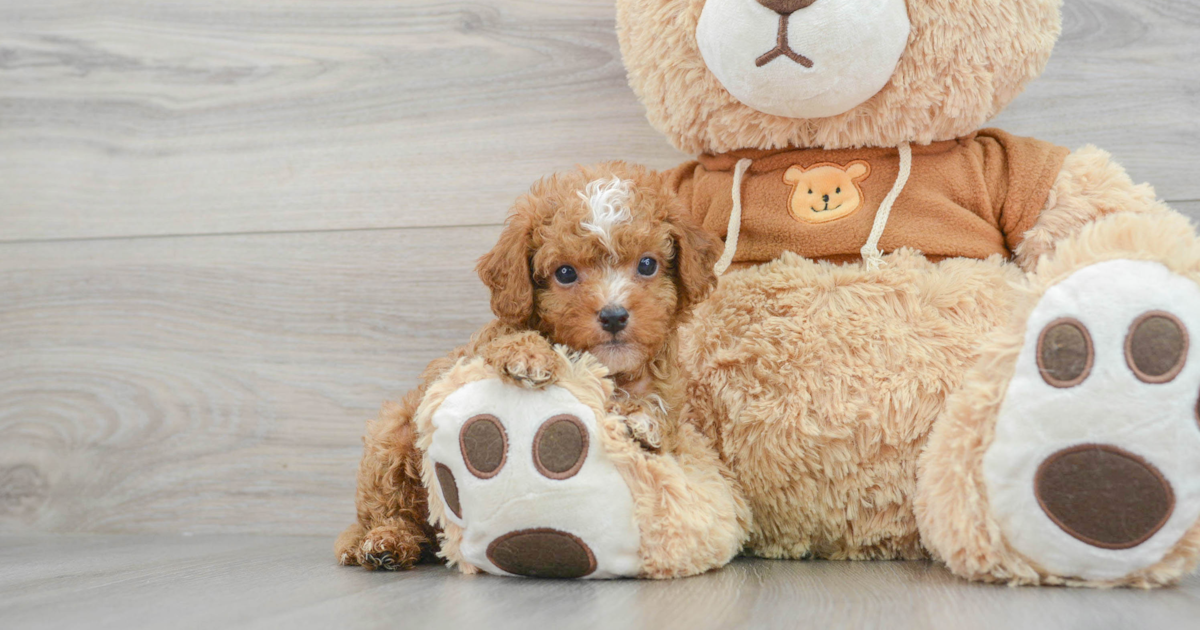 Funny Cavapoo Jared: 4lb 3oz Doodle Puppy