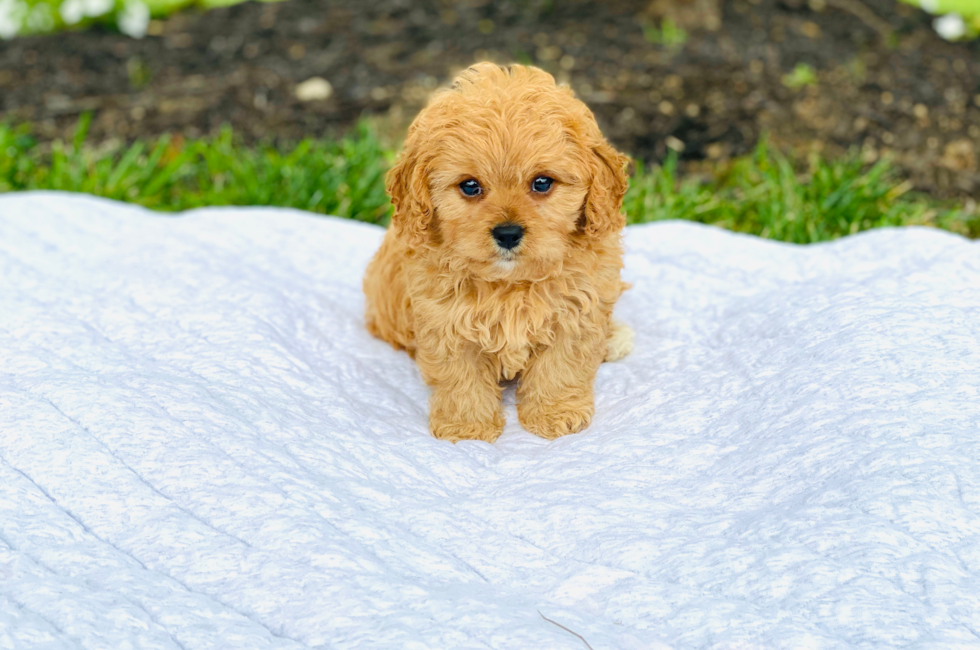 Cavapoo Puppies for Sale
