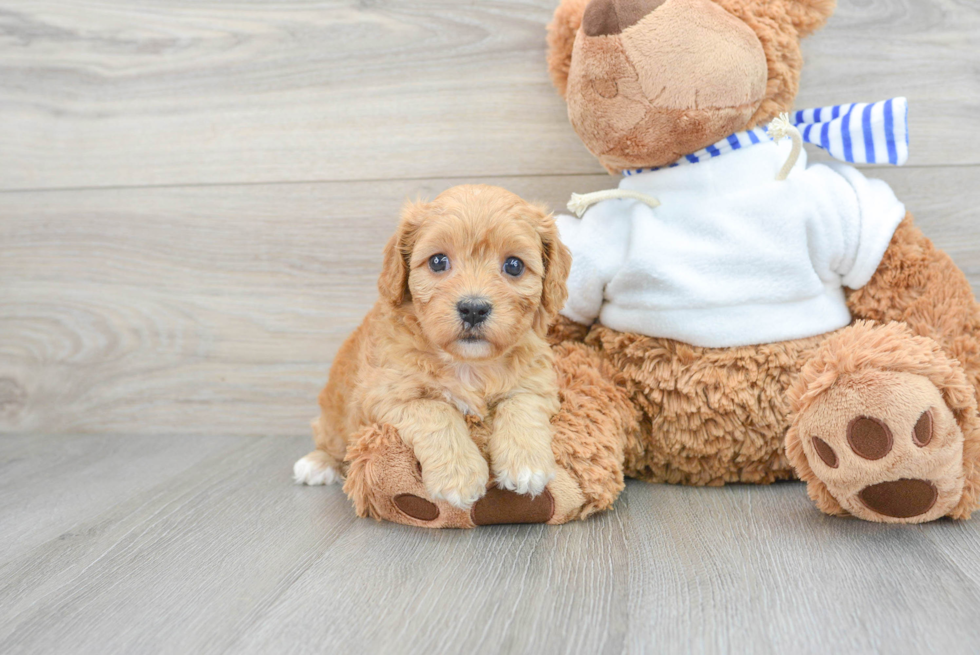 Petite Cavapoo Jenna: 4lb 8oz Doodle Puppy