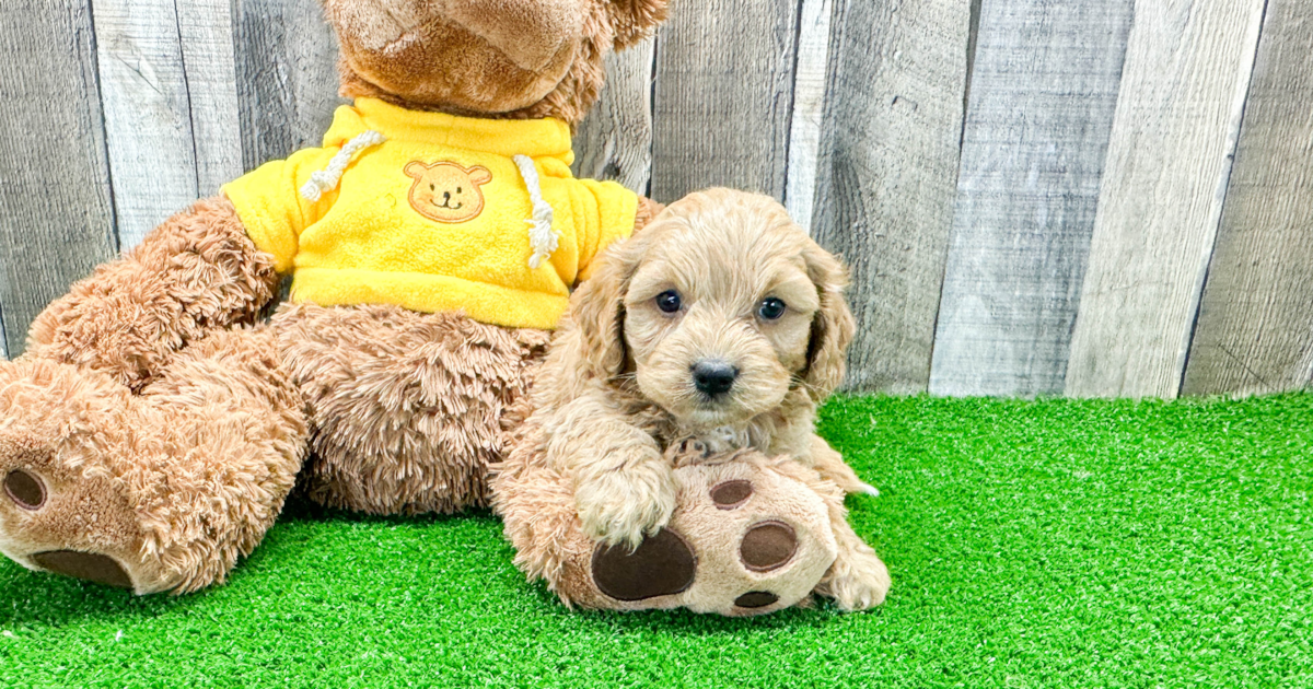 Fluffy Cavapoo Kaiser: 5lb 10oz Doodle Puppy