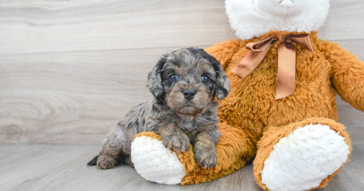 Funny Cavapoo Kandace: 3lb 13oz Doodle Puppy