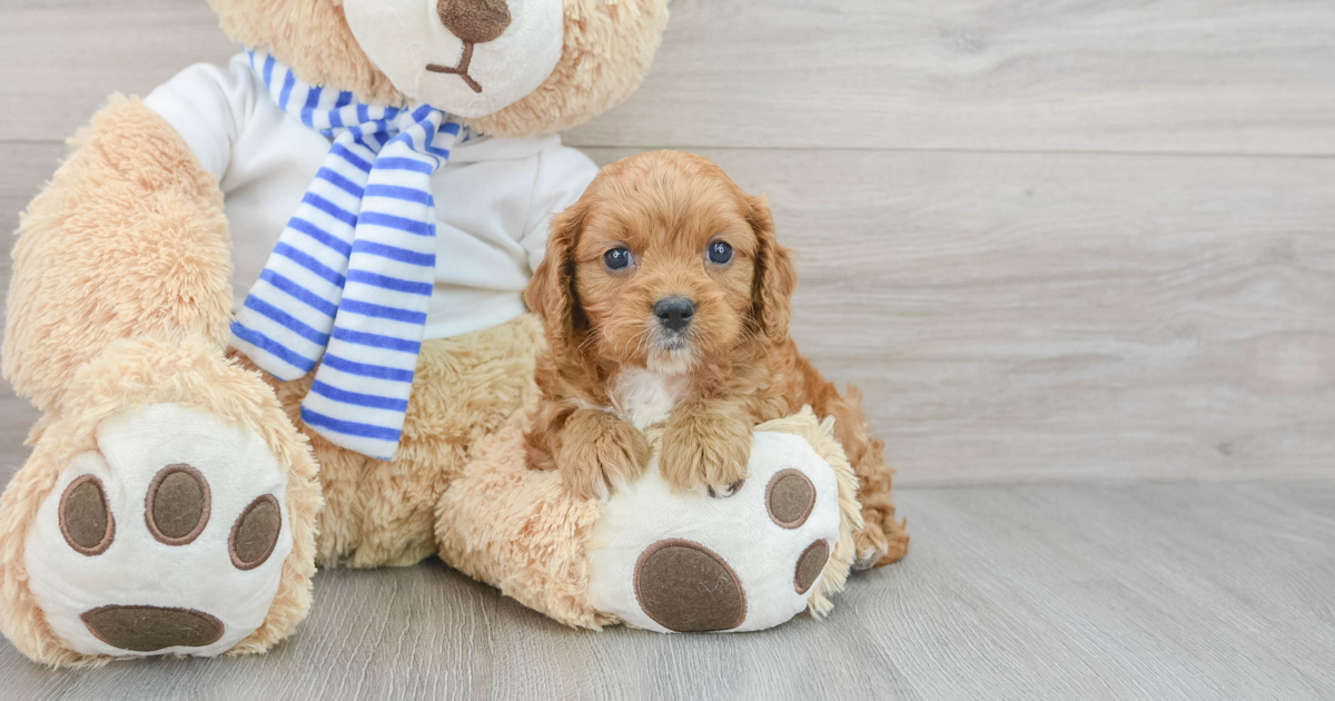 Funny Cavapoo Kent: 3lb 10oz Doodle Puppy