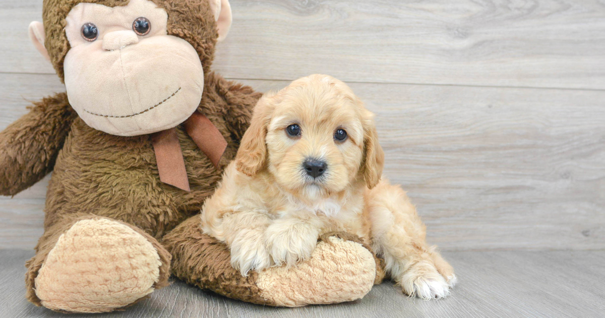 Fluffy Cavapoo Leon: 6lb 14oz Doodle Puppy