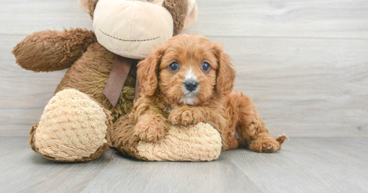 Funny Cavapoo Leslie: 3lb 10oz Doodle Puppy