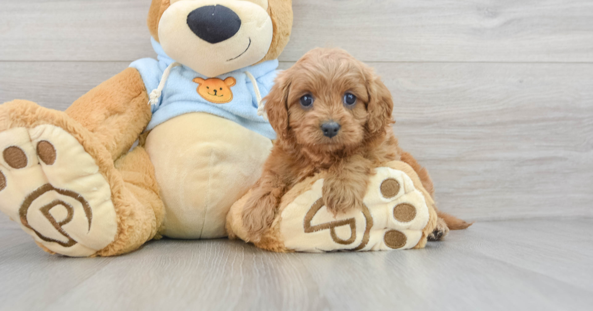 Funny Cavapoo Naomi: 3lb 6oz Doodle Puppy