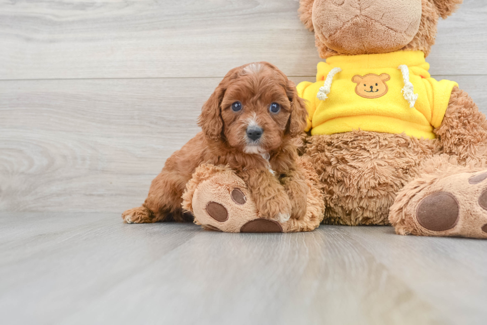 Funny Cavapoo Naomi: 4lb 1oz Doodle Puppy