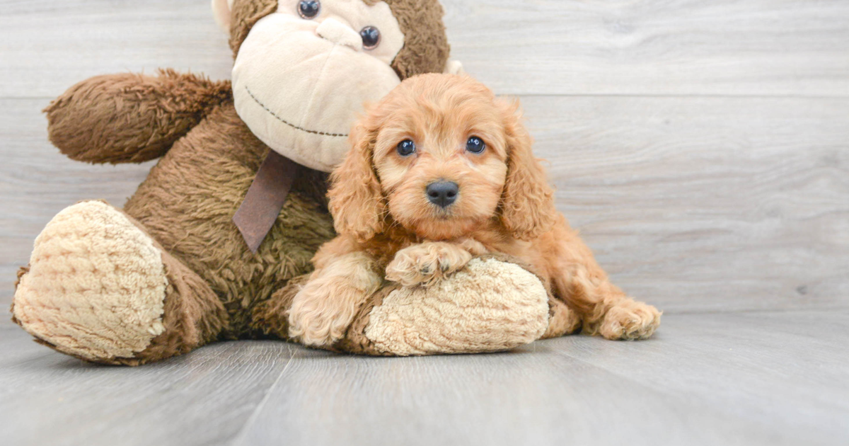 Funny Cavapoo Nirvana: 4lb 8oz Doodle Puppy
