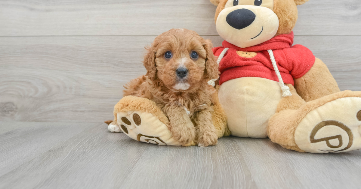 Happy Cavapoo Prime: 6lb 2oz Doodle Puppy