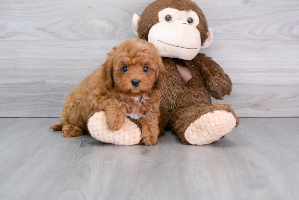 Funny Cavapoo Roger: 4lb 3oz Doodle Puppy