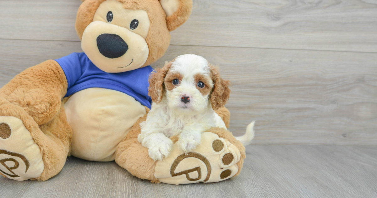 Funny Cavapoo Romeo: 4lb 5oz Doodle Puppy