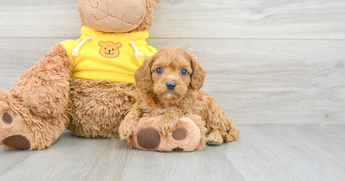 Petite Cavapoo Ruby: 4lb 4oz Doodle Puppy