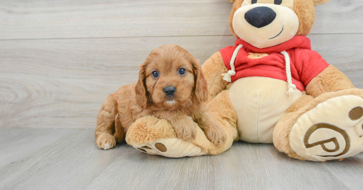 Smart Cavapoo Ruby: 5lb 10oz Doodle Puppy
