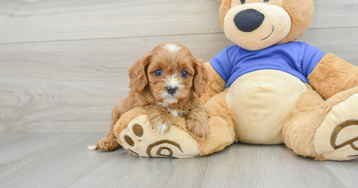 Energetic Cavapoo Ruby: 3lb 3oz Doodle Puppy