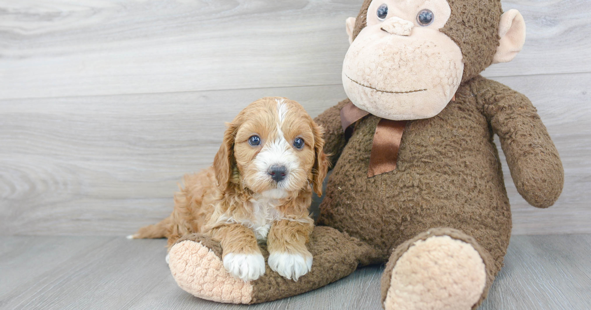 Happy Cavapoo Ruby: 4lb 12oz Doodle Puppy