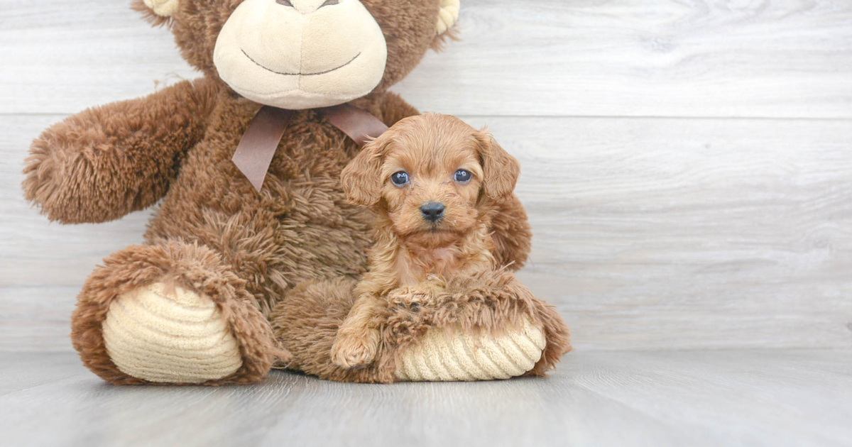 Happy Cavapoo Ruby: 2lb 6oz Doodle Puppy