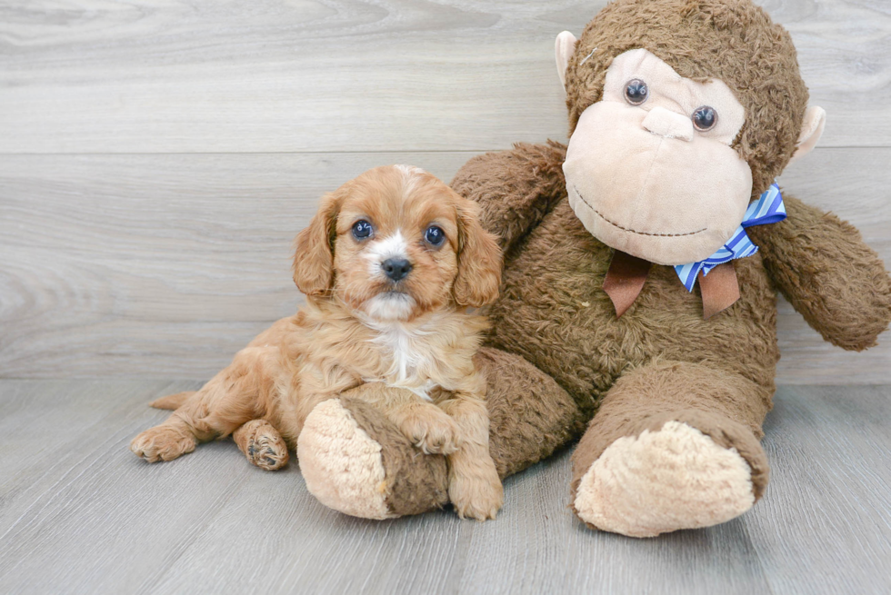 Small Cavapoo Ruby: 4lb 14oz Doodle Puppy