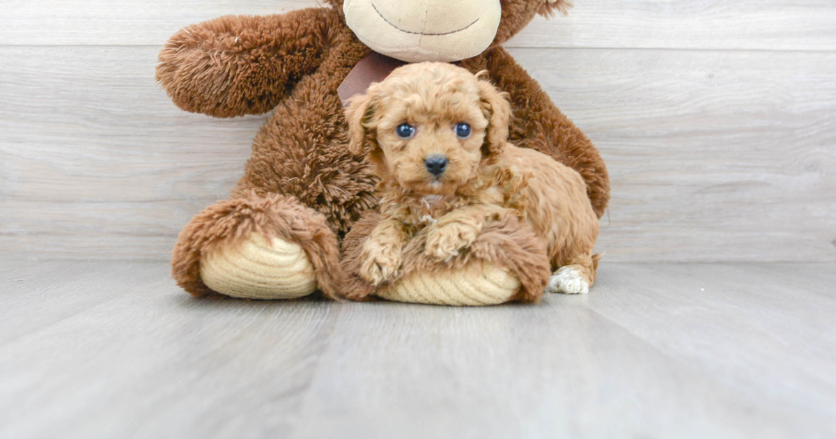 Adorable Cavapoo Ruby: 2lb 8oz Doodle Puppy