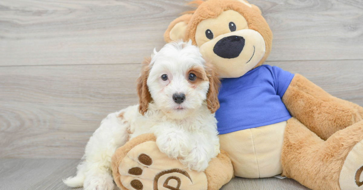 Playful Cavapoo Sicily: 5lb 9oz Doodle Puppy