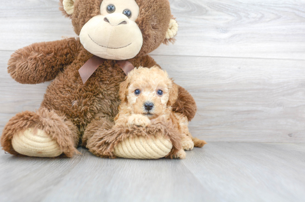 Cavapoochon Puppies