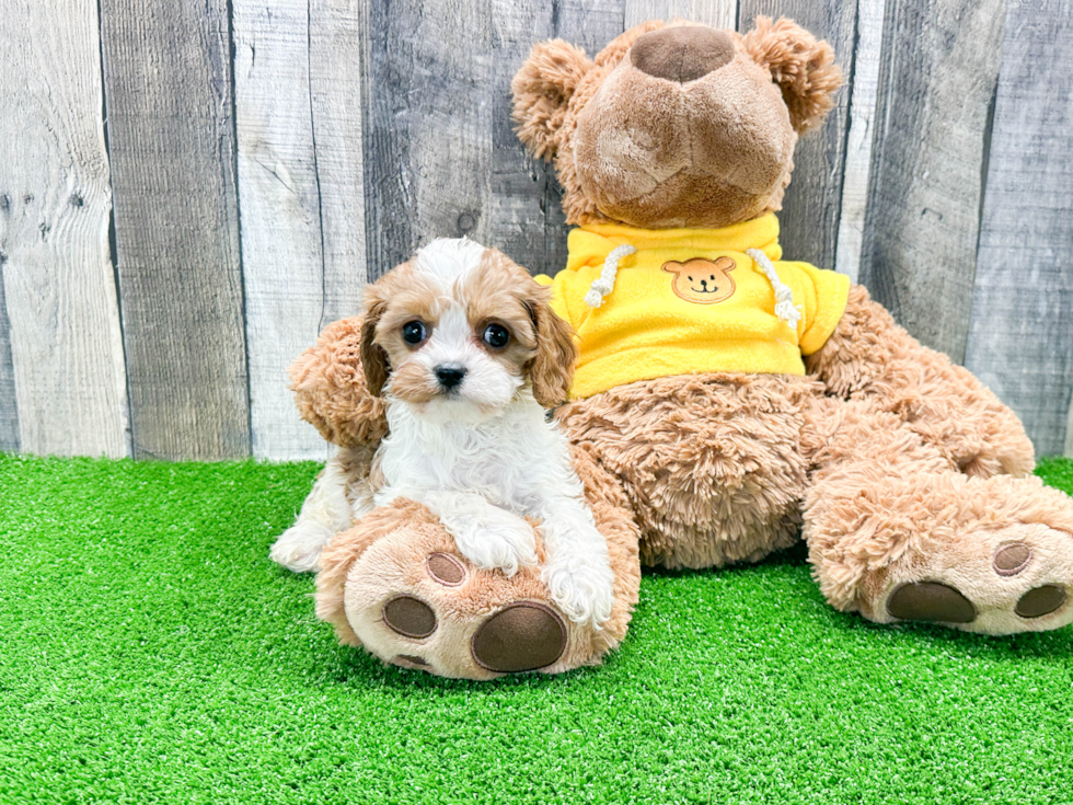 Petite Cavapoo Stormi: 2lb 11oz Doodle Puppy