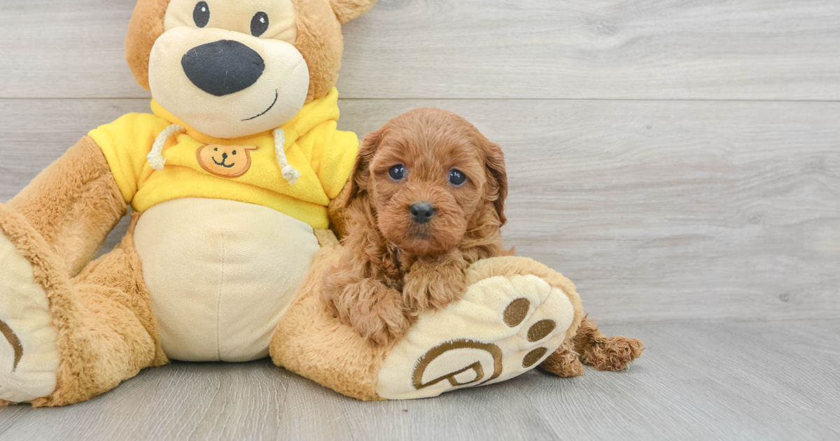 Popular Cavapoo Tiara: 3lb 7oz Doodle Puppy