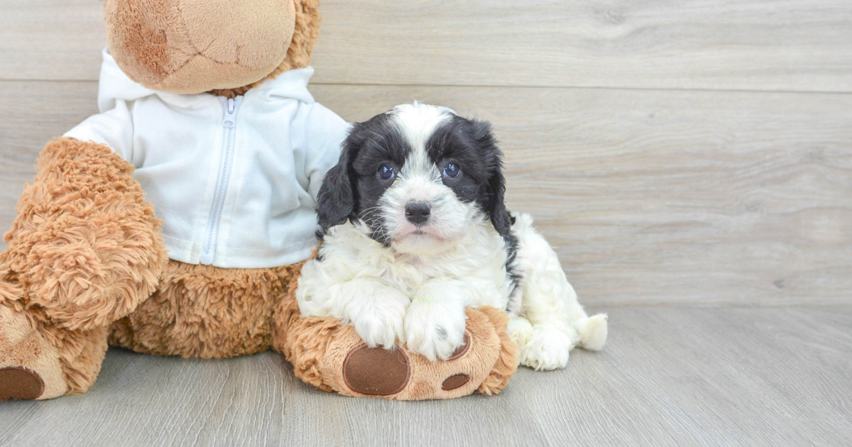 Small Cavapoo Truly: 6lb 15oz Doodle Puppy