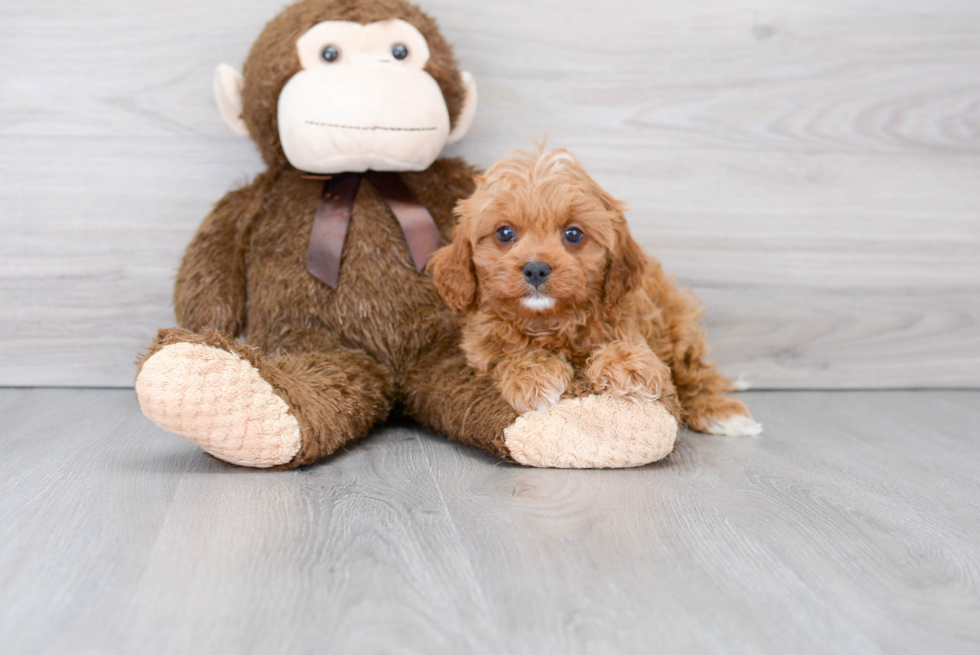 Funny Cavapoo Tyson: 4lb 2oz Doodle Puppy