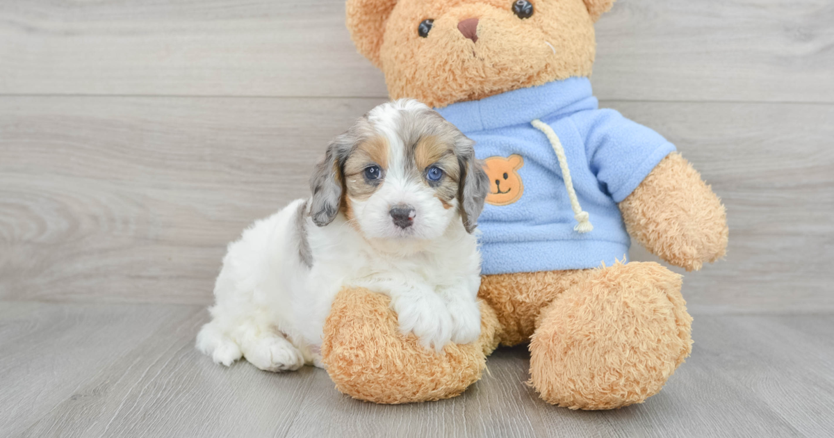Funny Cavapoo Vanessa: 5lb 10oz Doodle Puppy