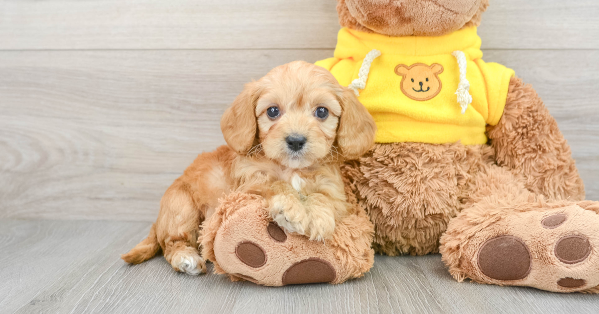 Playful Cavapoo Wade - Meet Today in Pilesgrove Nj: 3lb 11oz Doodle Puppy