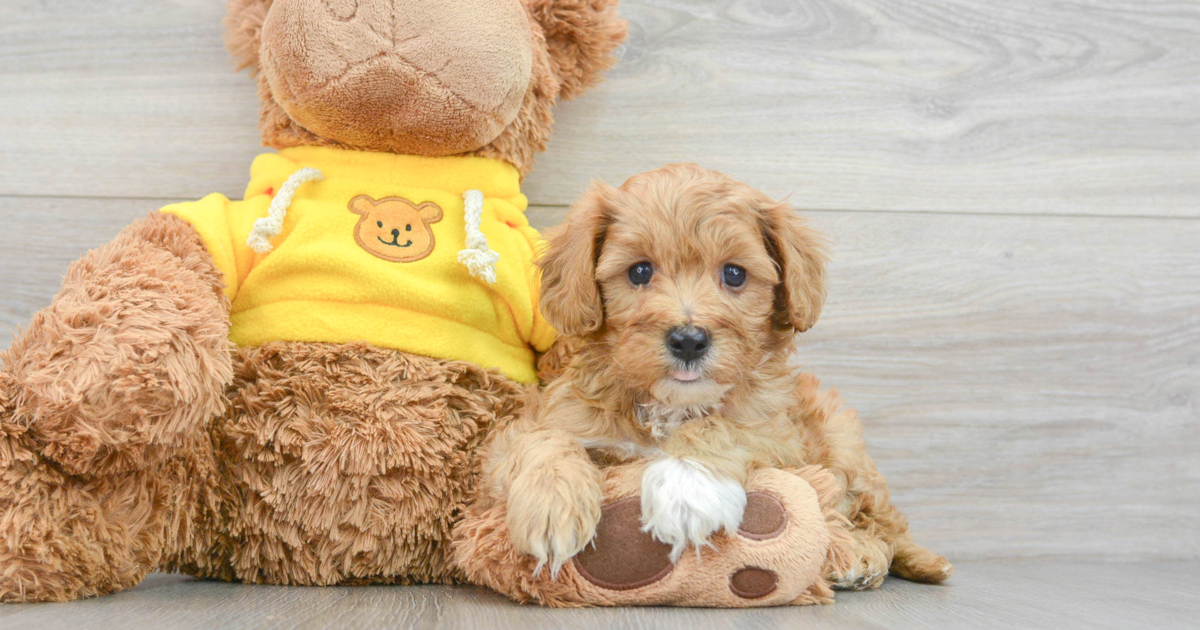 Fluffy Cavapoo Wallace: 5lb 15oz Doodle Puppy