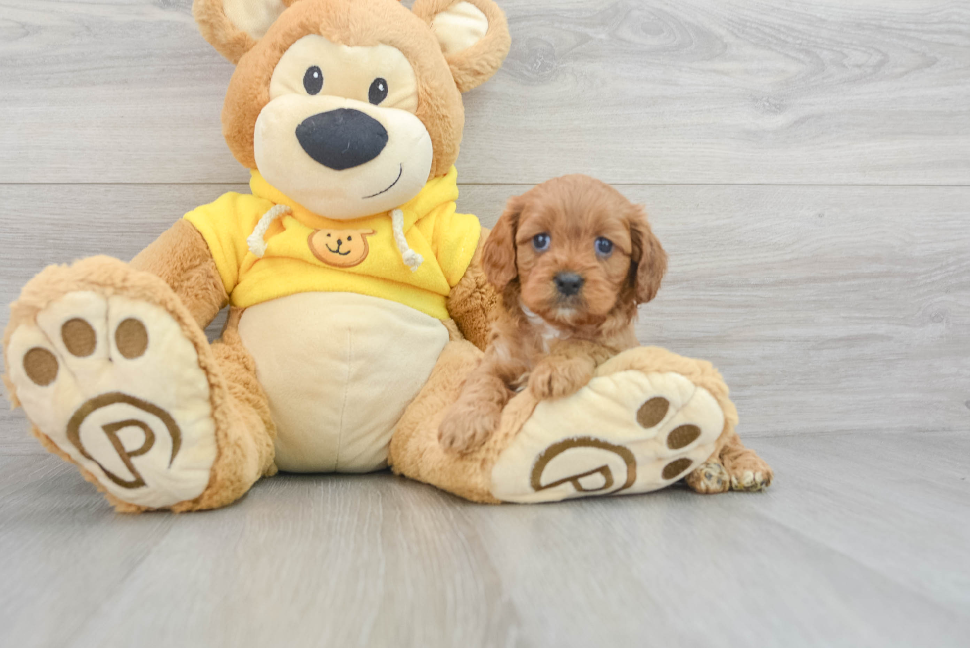 Funny Cavapoo Wendy: 3lb 5oz Doodle Puppy