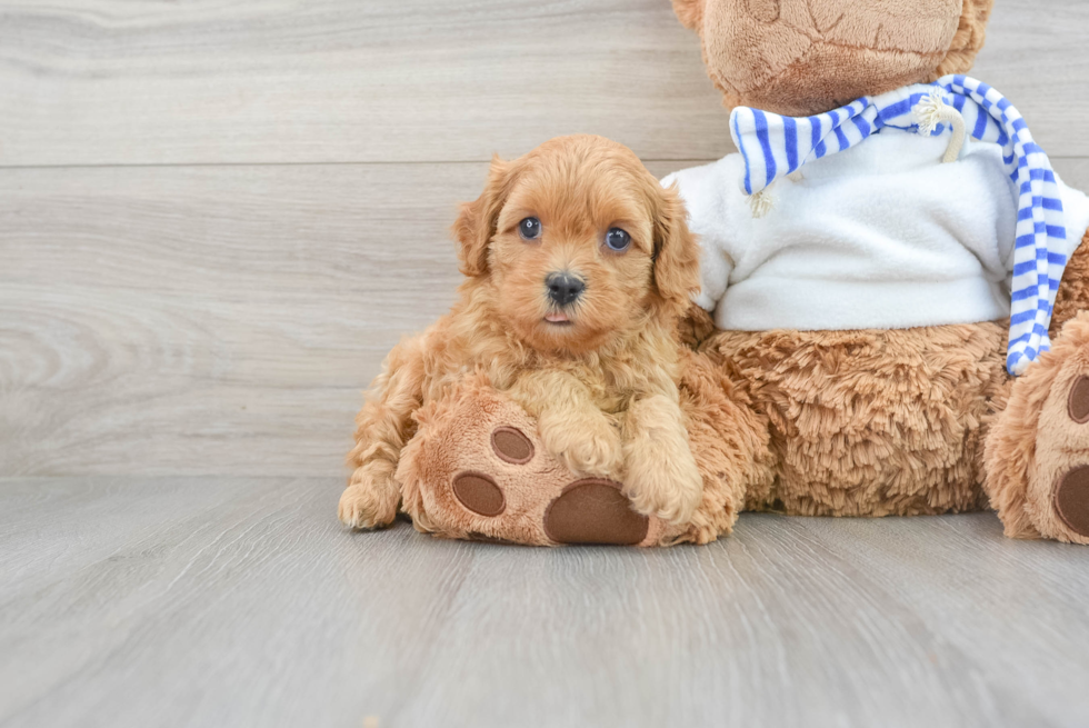 Happy Cavapoo Winnie: 4lb 9oz Doodle Puppy