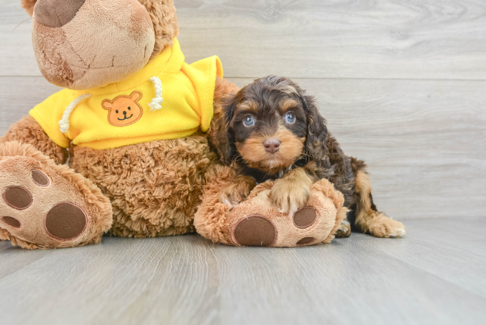Petite Cavapoo Winston: 5lb 4oz Doodle Puppy
