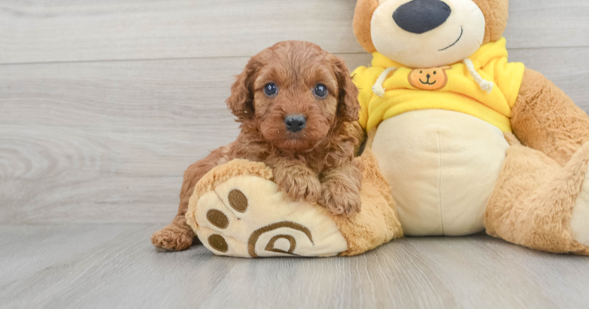 Popular Cavapoo Zee: 5lb 10oz Doodle Puppy