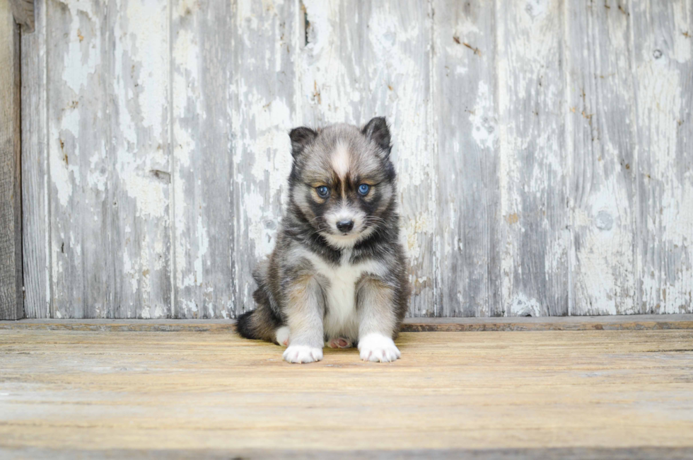 Pomsky puppies for sale | Small cross puppies breeds for sale in Ohio