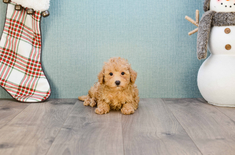 Premier Pups for sale in Ohio - Buy or adopt a puppy breed on Premier Pup