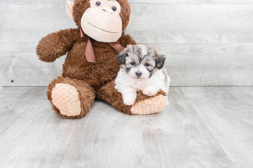 Teddy Bear Puppies for Sale – Shichon Puppies | Premierpups.com