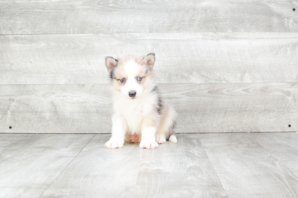 Pomsky puppies for sale | Small cross puppies breeds for sale in Ohio