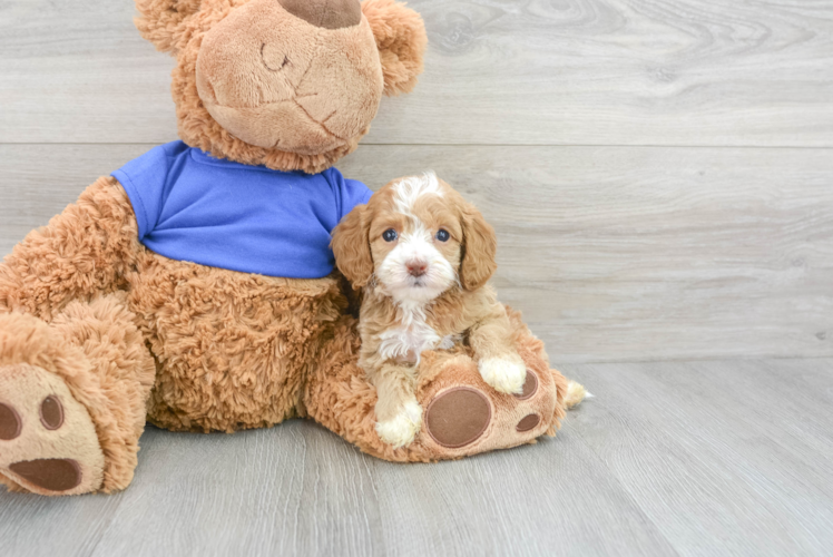 Fluffy Cockapoo Caelan: 2lb 6oz Doodle Puppy
