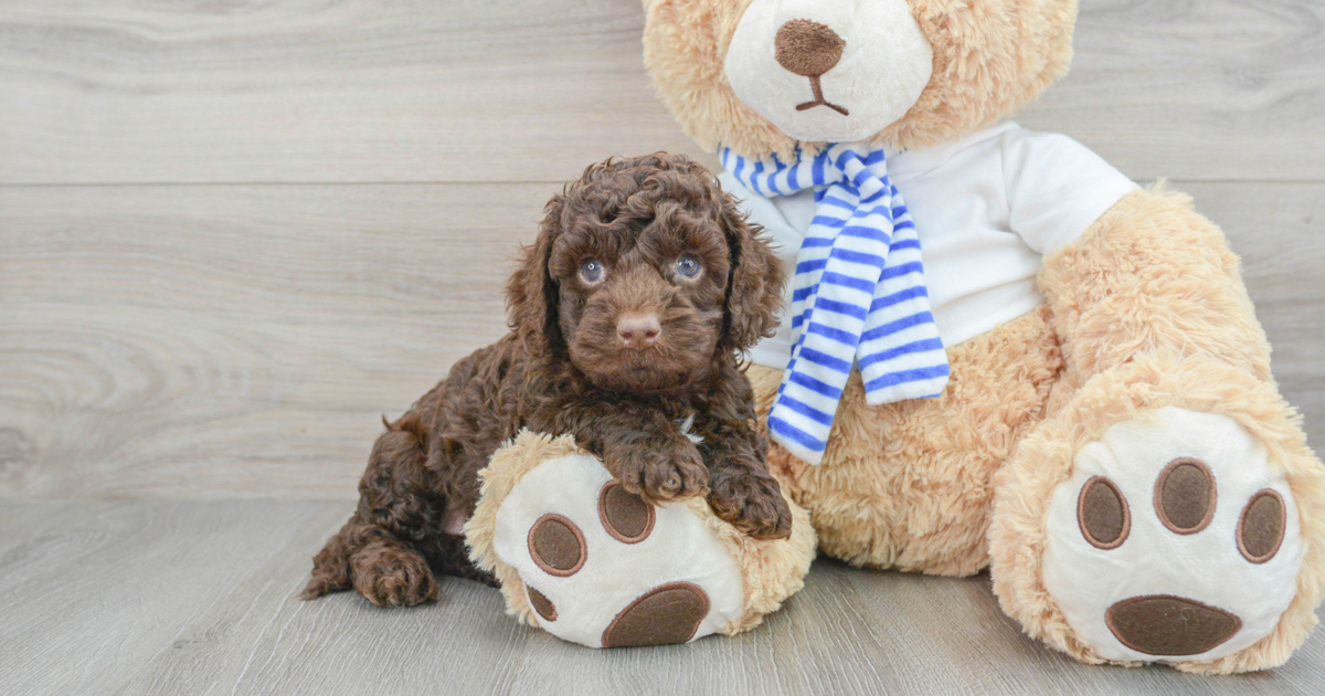 Happy Cockapoo Captain: 6lb 5oz Doodle Puppy