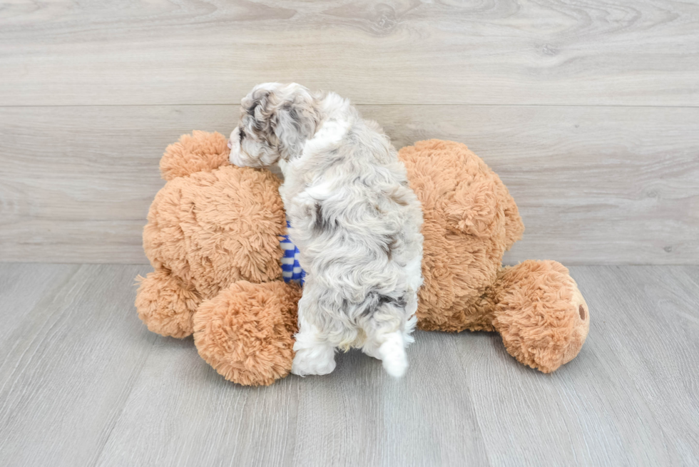 Funny Cockapoo Carmelo: 4lb 5oz Doodle Puppy