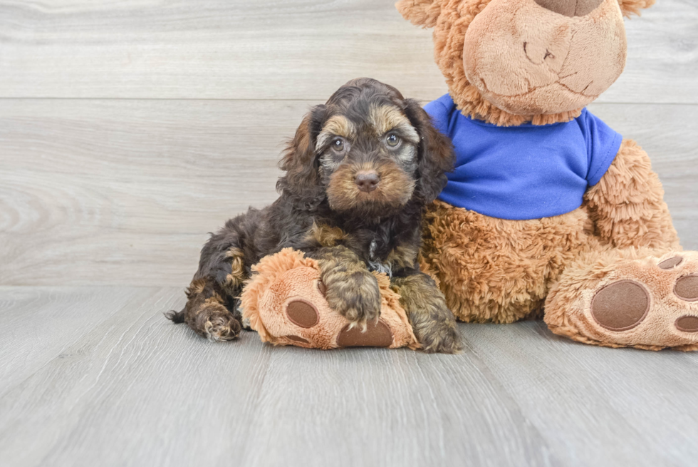 Playful Cockapoo Dash: 5lb 5oz Doodle Puppy