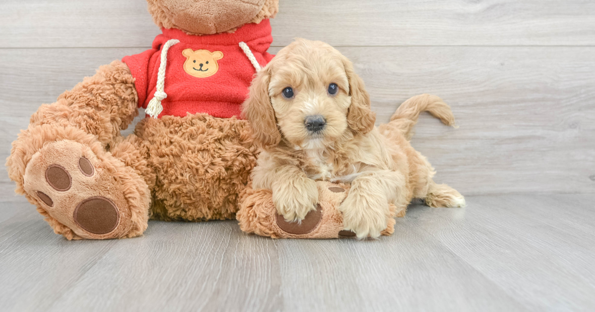 Smart Cockapoo Faith: 7lb 10oz Doodle Puppy