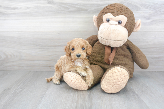 Cockapoo Puppies for Sale | Premier Pups located in Ohio