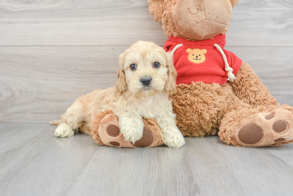 Sweet Cockapoo Fiji: 3lb 12oz Doodle Puppy