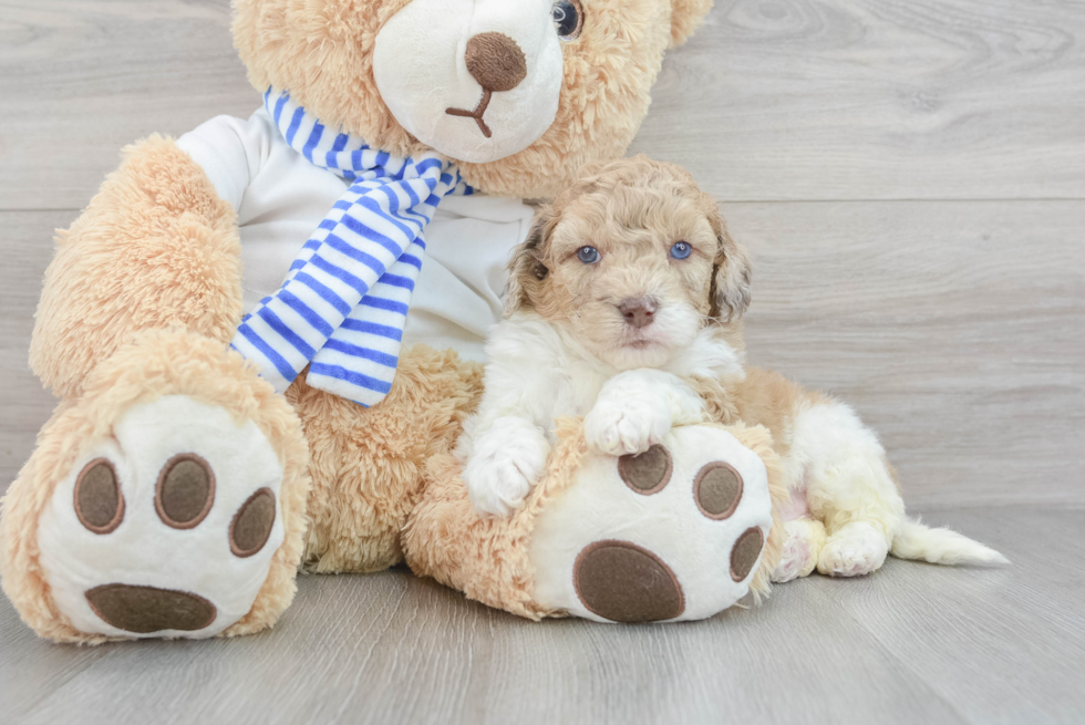 Small Cockapoo Frisco: 5lb 12oz Doodle Puppy