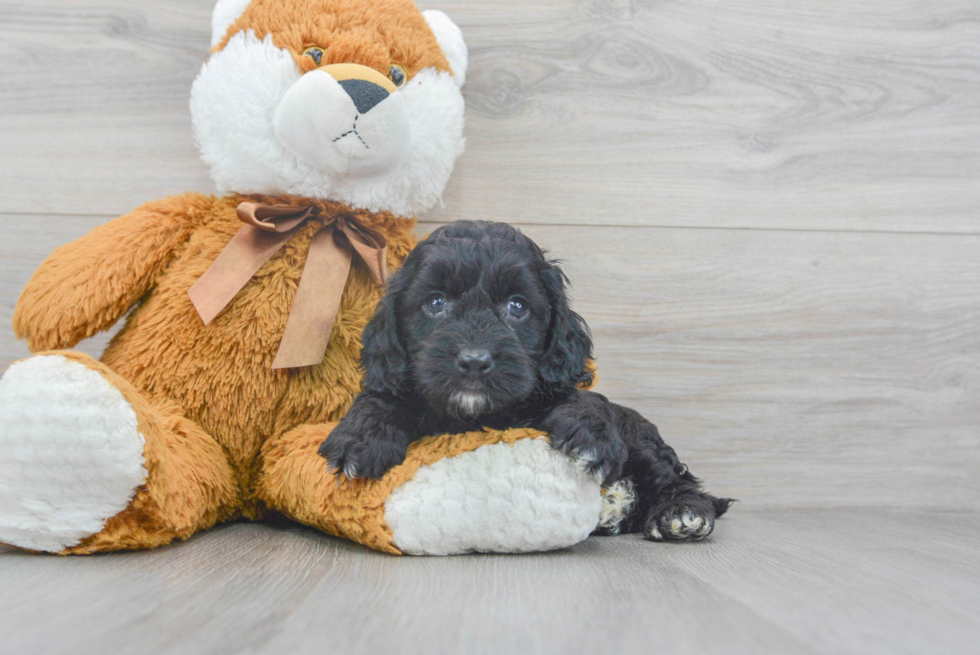 Petite Cockapoo Gary: 4lb 8oz Doodle Puppy