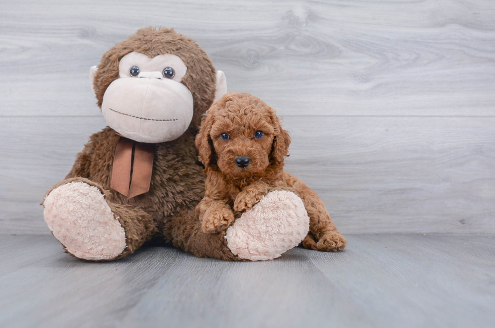 Cockapoo Puppies for Sale | Premier Pups located in Ohio