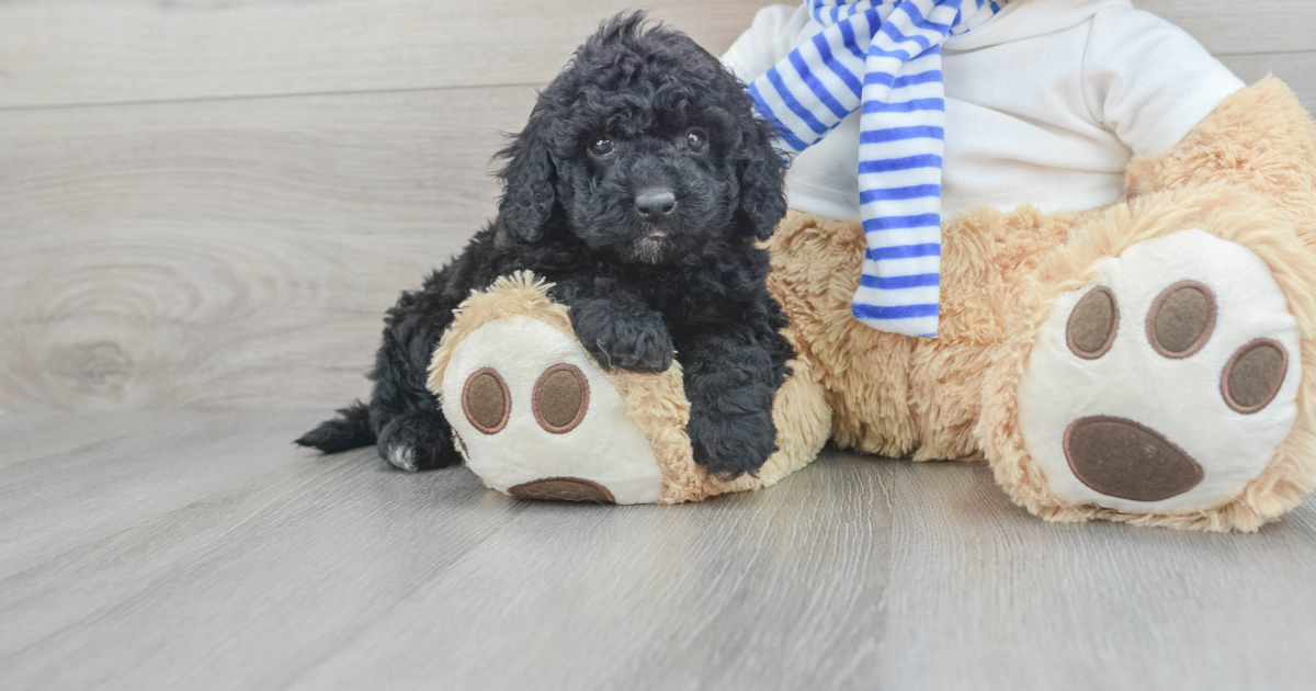 Funny Cockapoo Kassidy: 5lb 5oz Doodle Puppy