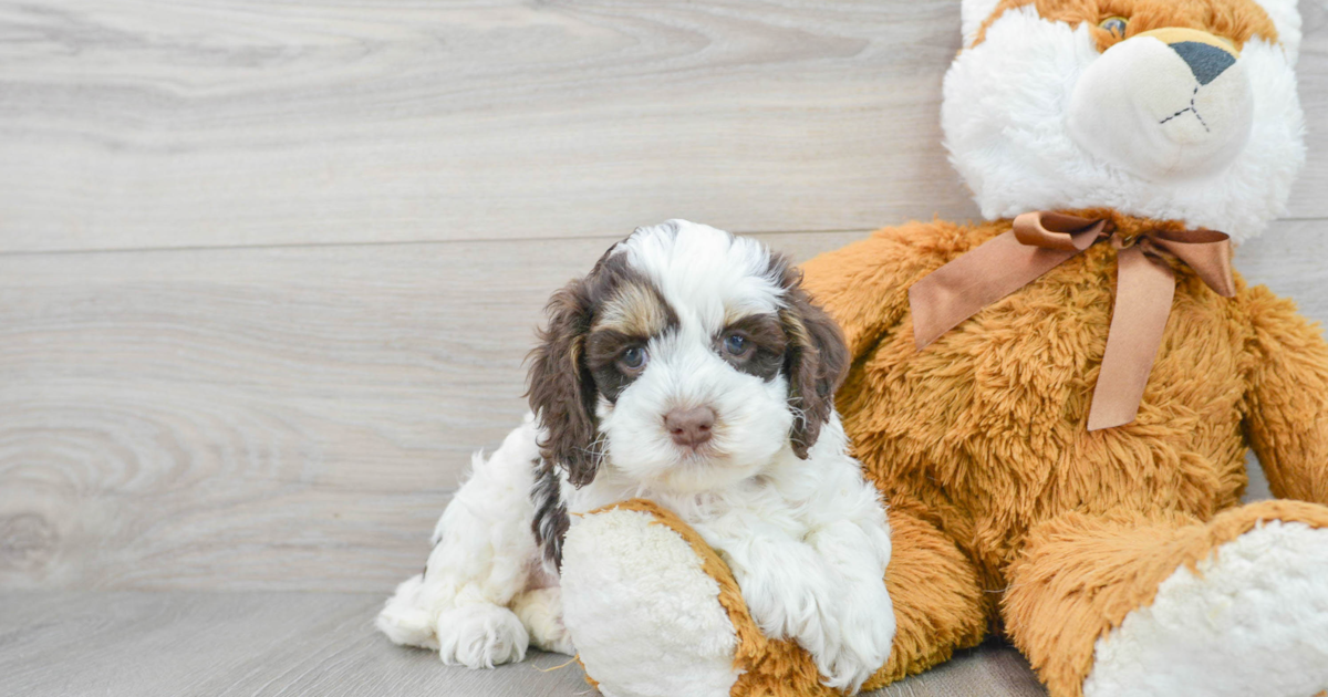 Fluffy Cockapoo Katrina: 5lb 8oz Doodle Puppy
